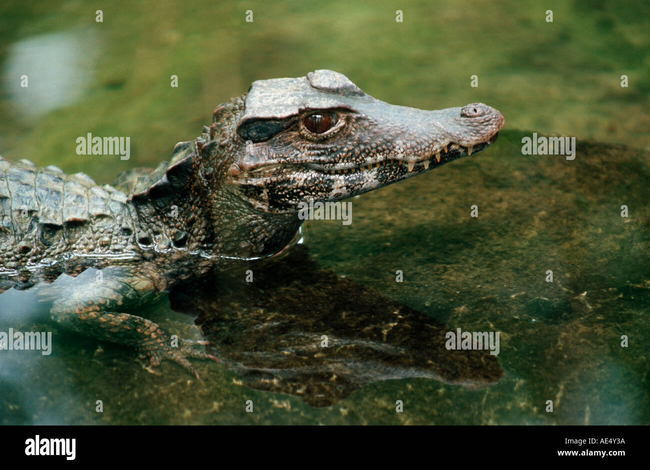 Smooth-fronted caiman - in water / Paleosuchus trigonatus Stock Photo ...