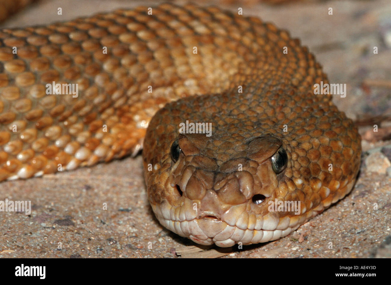 Mexican west coast rattlesnake hi-res stock photography and images - Alamy