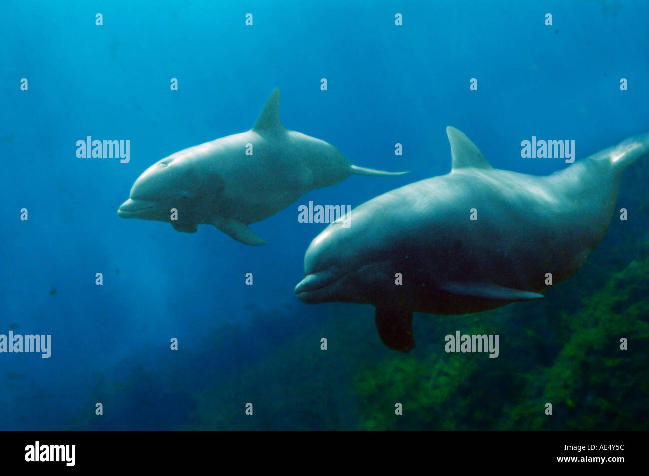 bottlenose dolphin - female with cub Stock Photo - Alamy