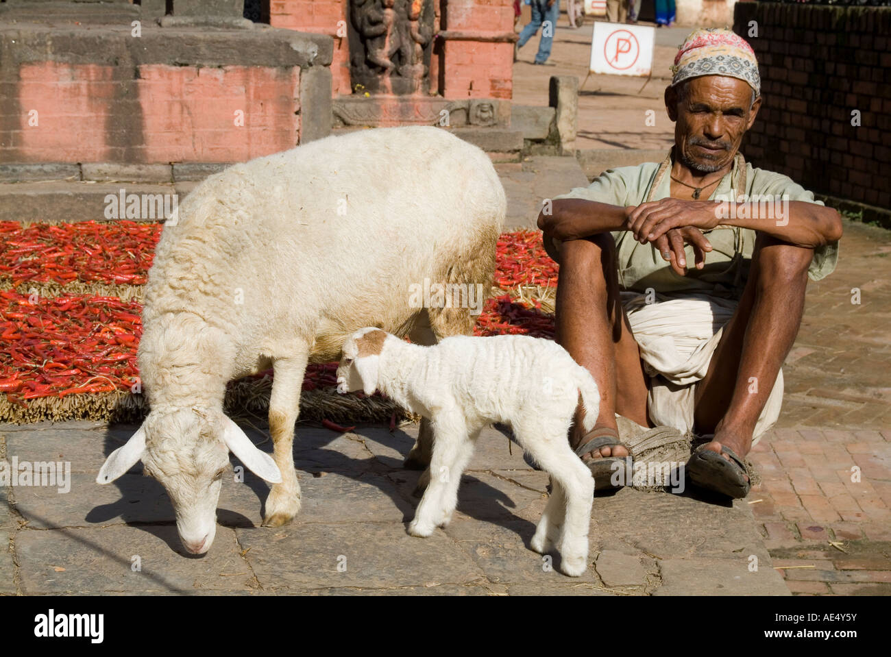 Shepherd and mini flock hi-res stock photography and images - Alamy