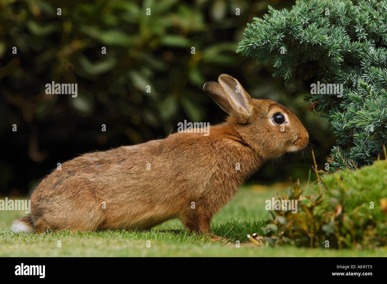 pygmy rabbit on meadow Stock Photo - Alamy