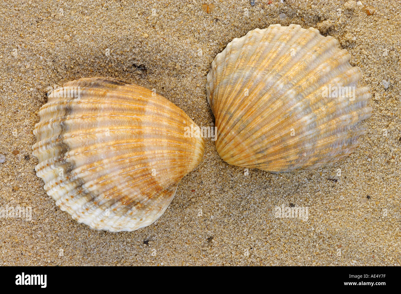 Cardium edule hi-res stock photography and images - Alamy