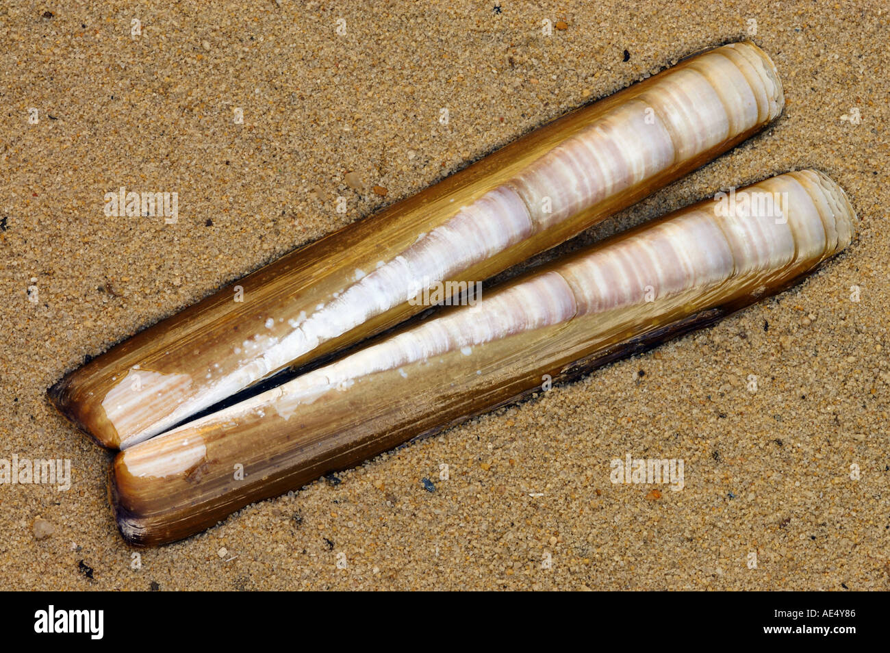 Sword razor ensis hi-res stock photography and images - Alamy