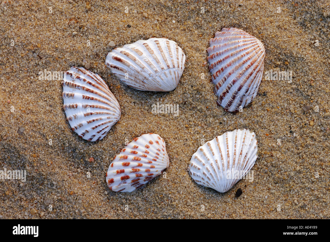 5 shells hi-res stock photography and images - Alamy