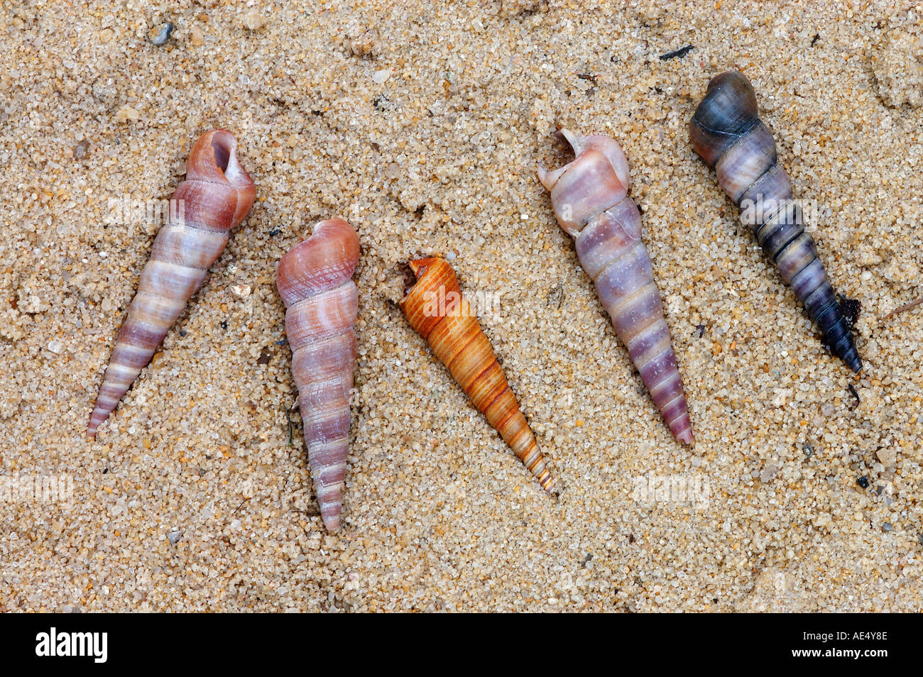 Common Tower Shell (Turritella communis). Shells on a beach Stock Photo ...