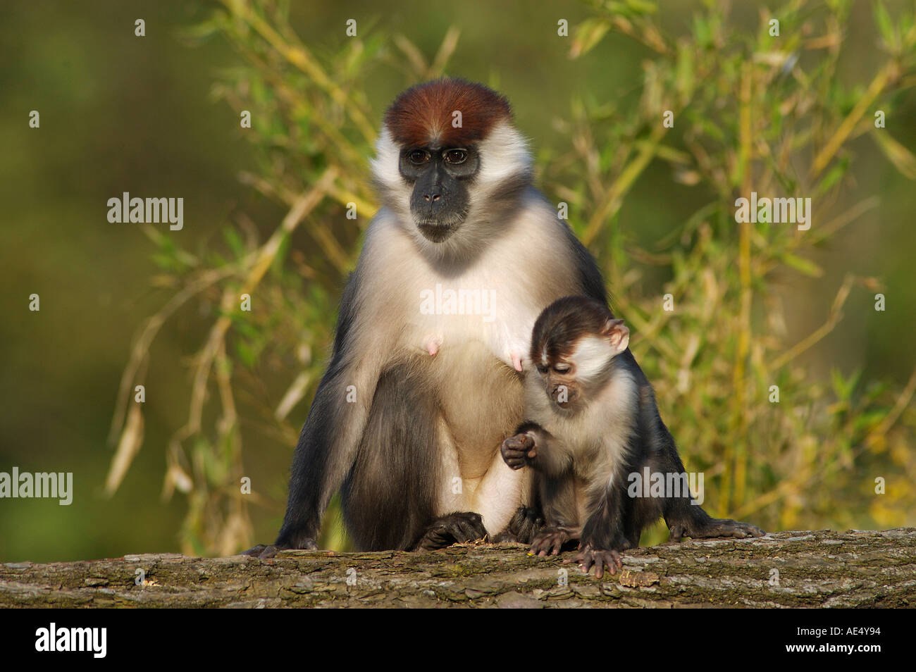 Collared Mangabey (Cercocebus torquatus torquatus). Mother with young ...