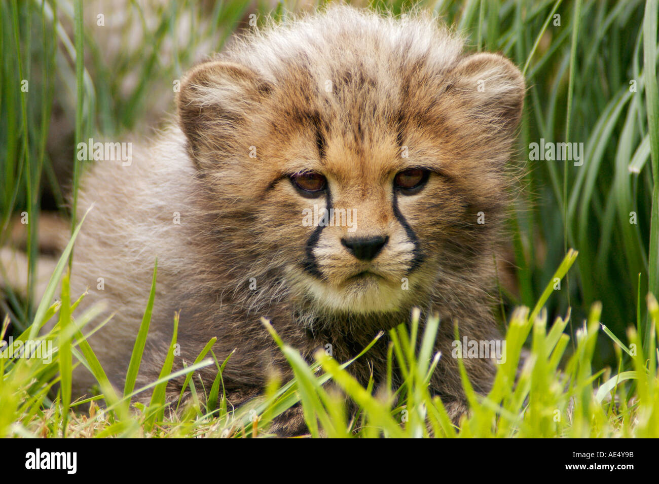 young cheetah lying on meadow / Acinonyx jubatus Stock Photo - Alamy