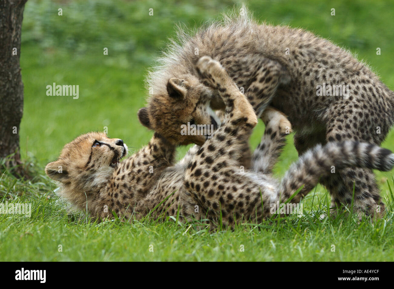 two young cheetahs - playing / Acinonyx jubatus Stock Photo - Alamy