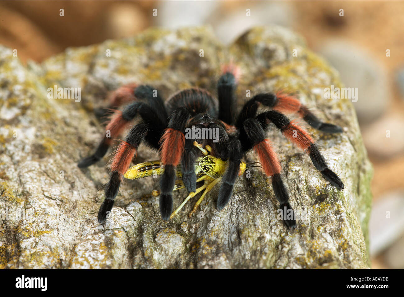 Red legged tarantula brachypelma emilia hi-res stock photography and ...