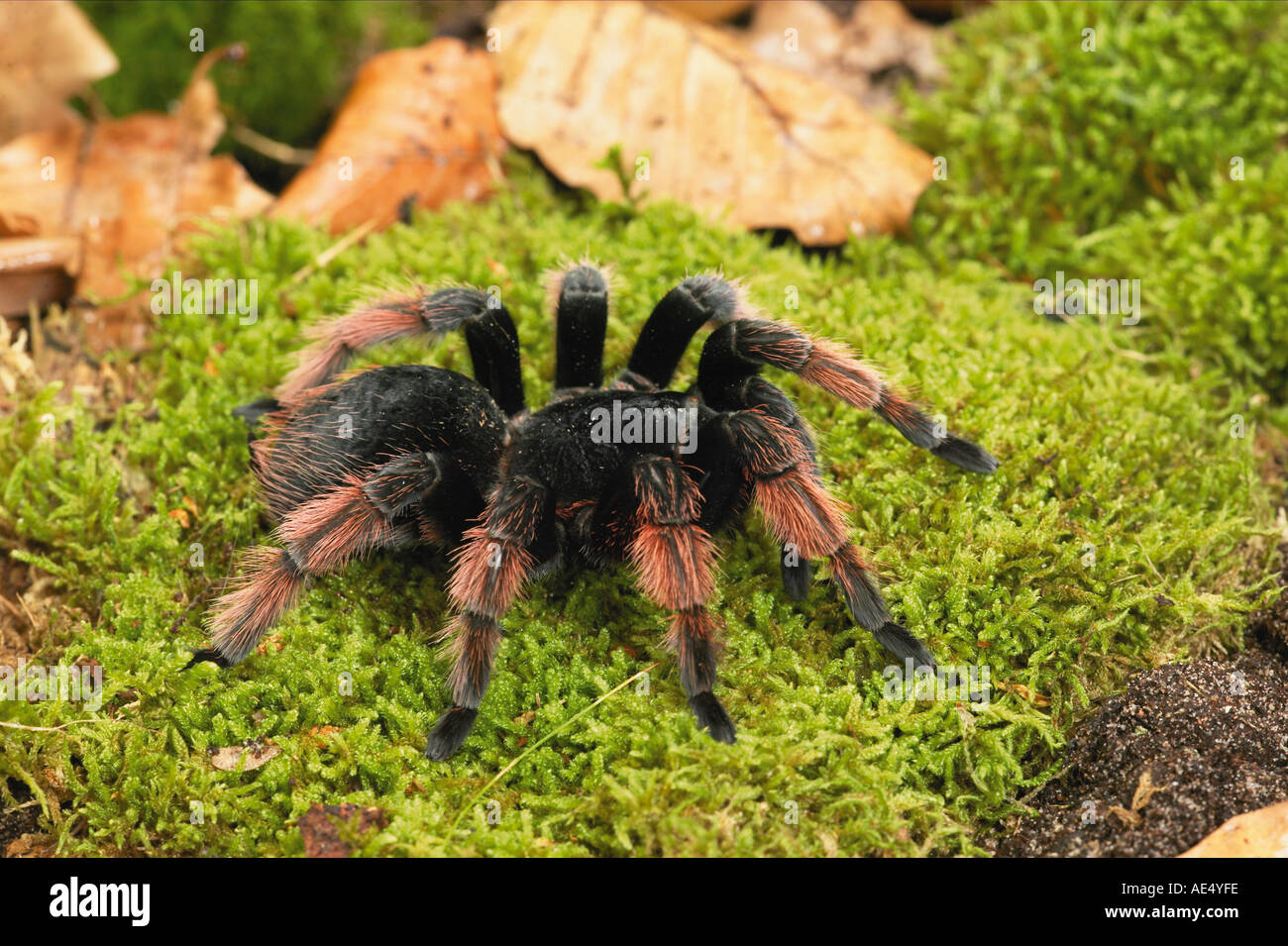 Mexican Pink Tarantula (Brachypelma klaasi) on moss Stock Photo - Alamy