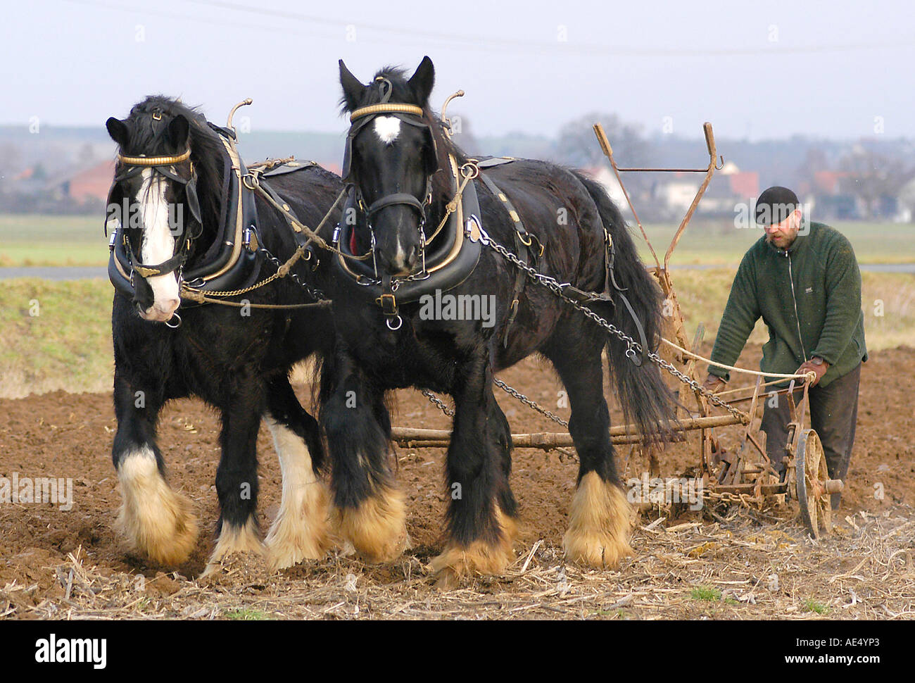carthorse Stock Photo: 7753890 - Alamy