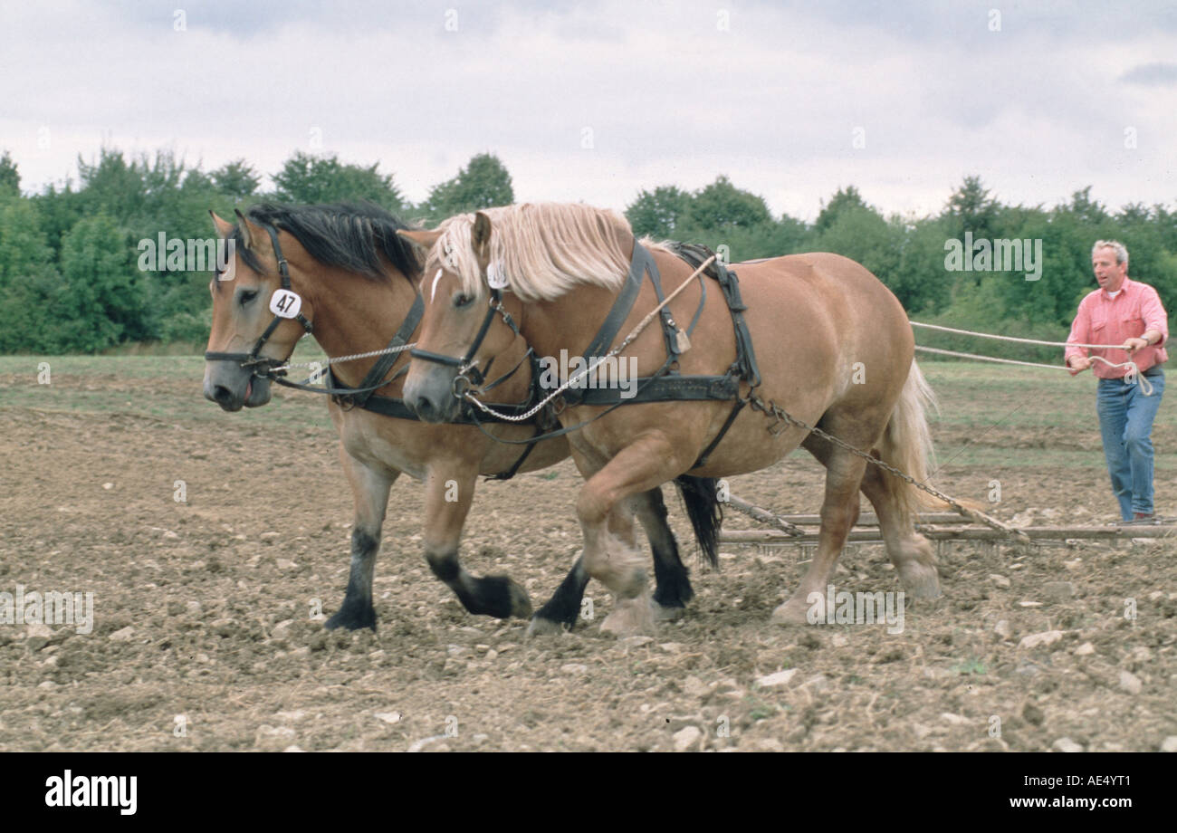 Landwirt bei der Arbeit mit Arbeitspferd ackern mit 2 PS Boden pfluegen ...
