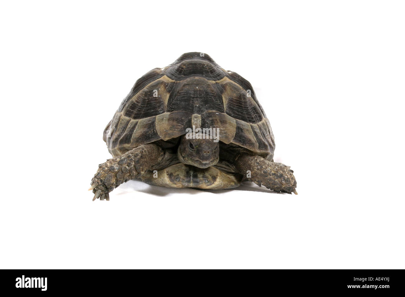Tortoise hi-res stock photography and images - Alamy