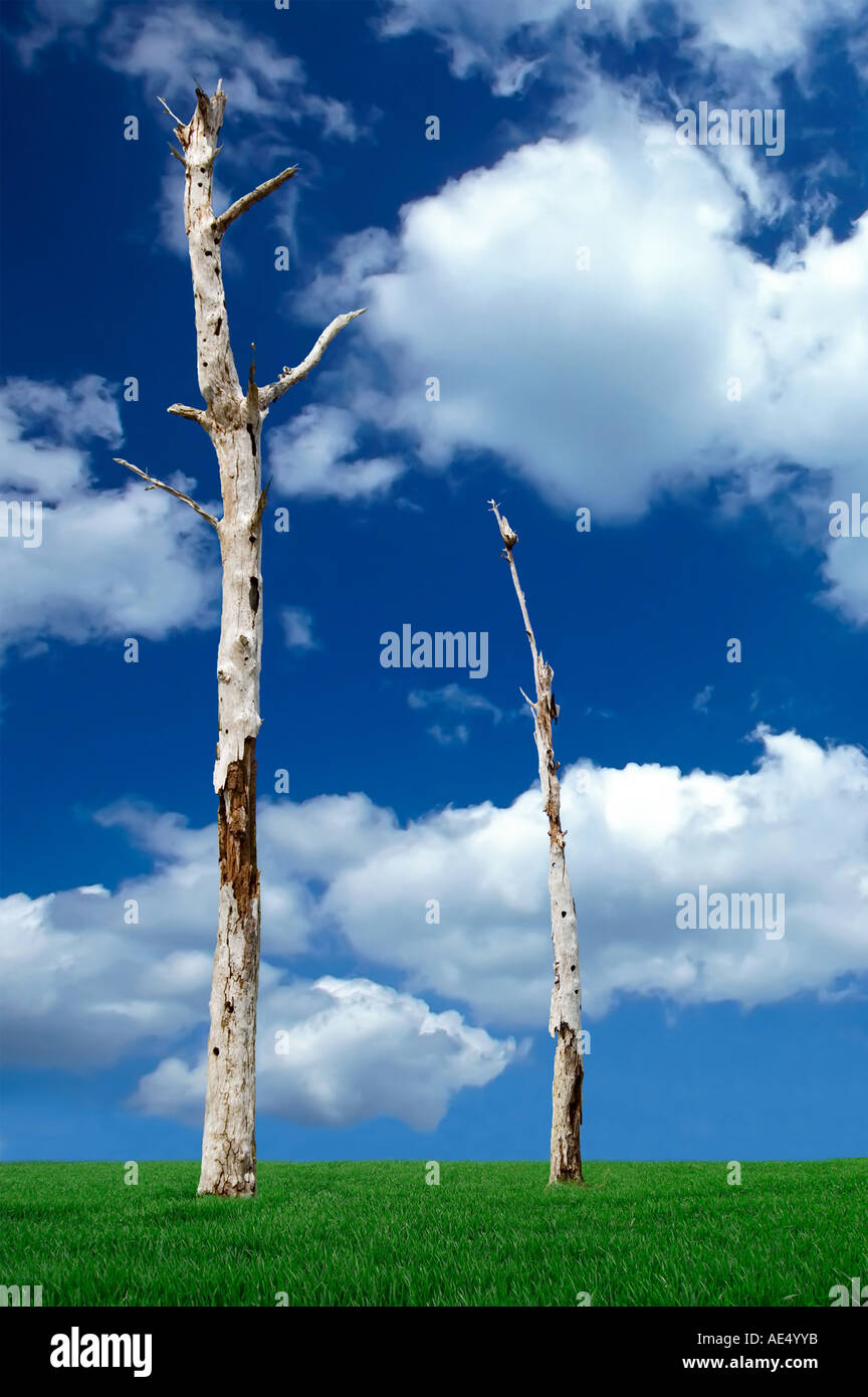 Dead trees on a landscape hi-res stock photography and images - Alamy