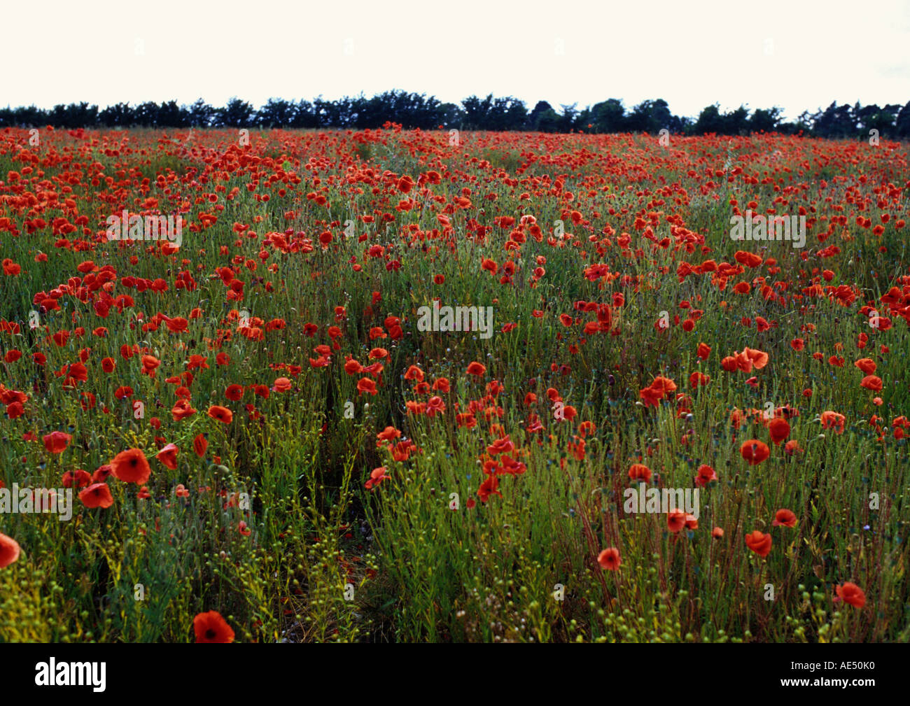 Common poppy uk hi-res stock photography and images - Alamy