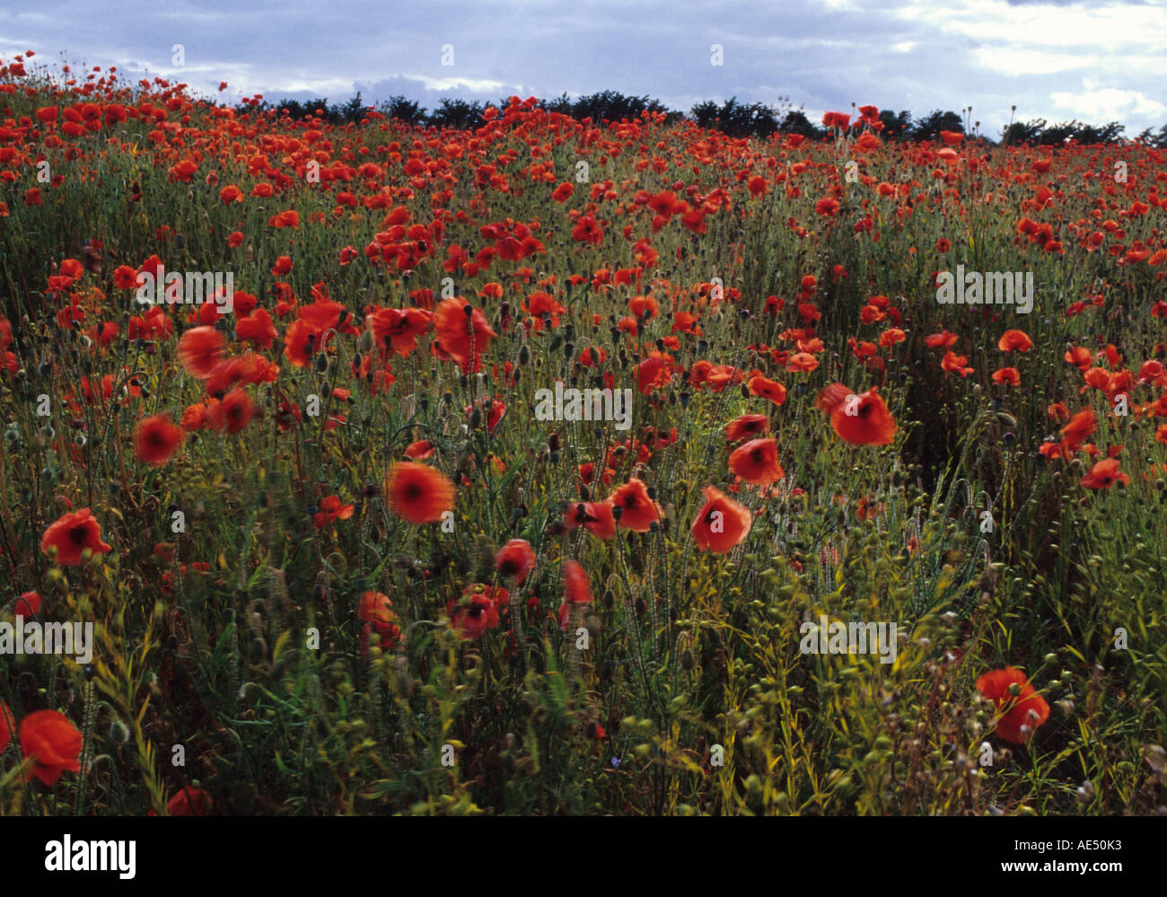 Common poppy uk hi-res stock photography and images - Alamy