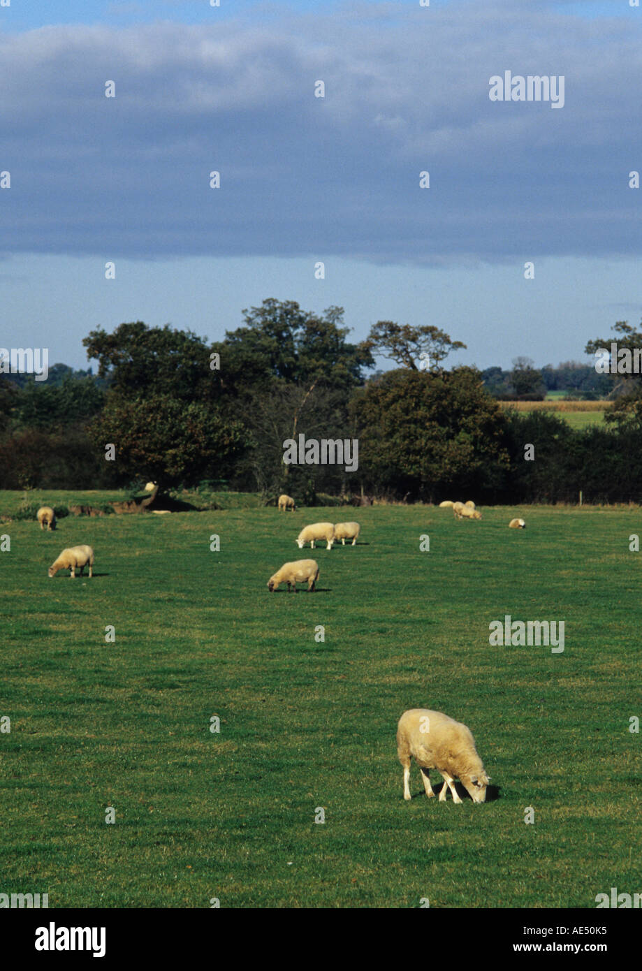 Sheep At Henham in Suffolk Uk Stock Photo - Alamy