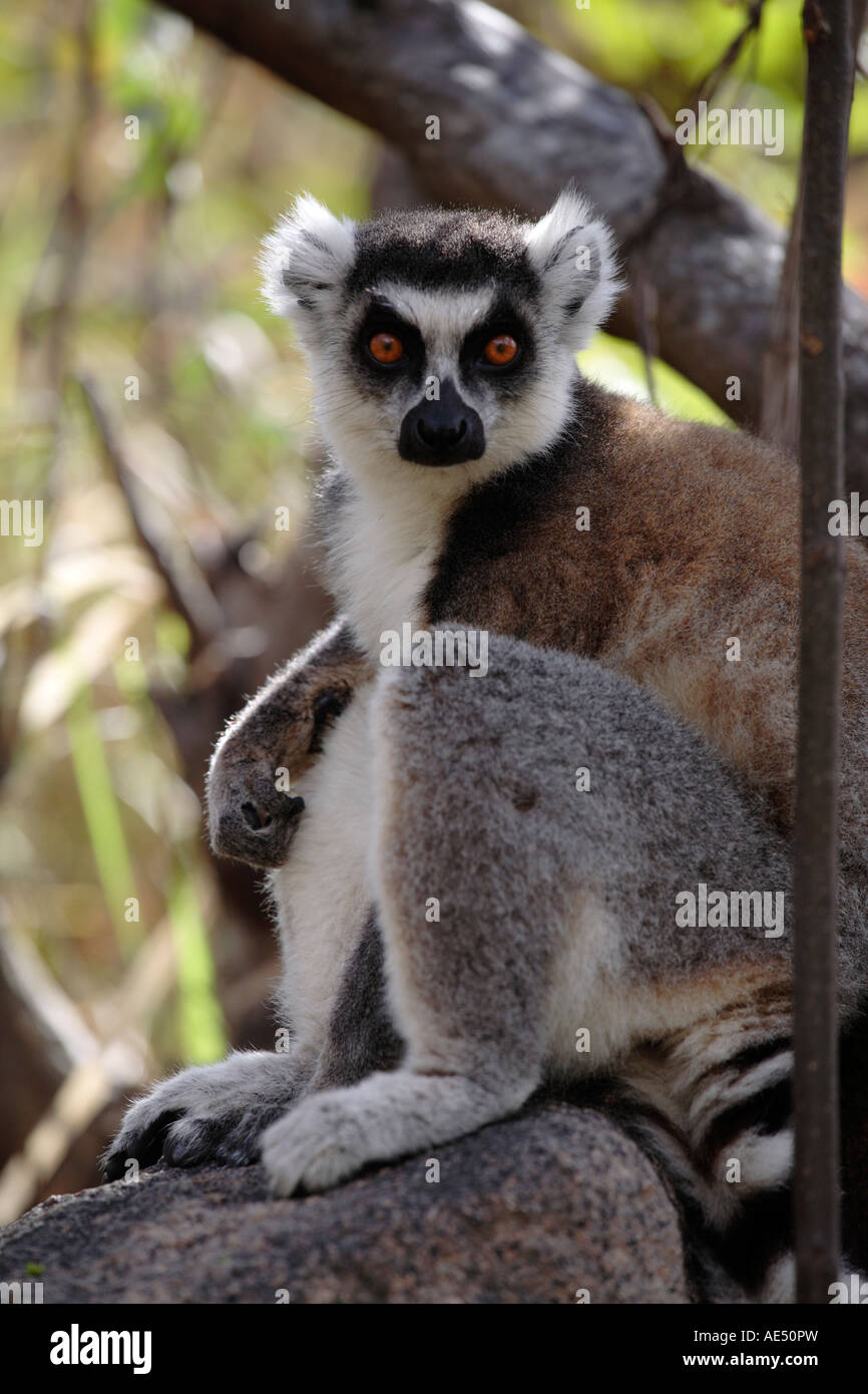Ring-tailed lemur, Madagascar Stock Photo - Alamy
