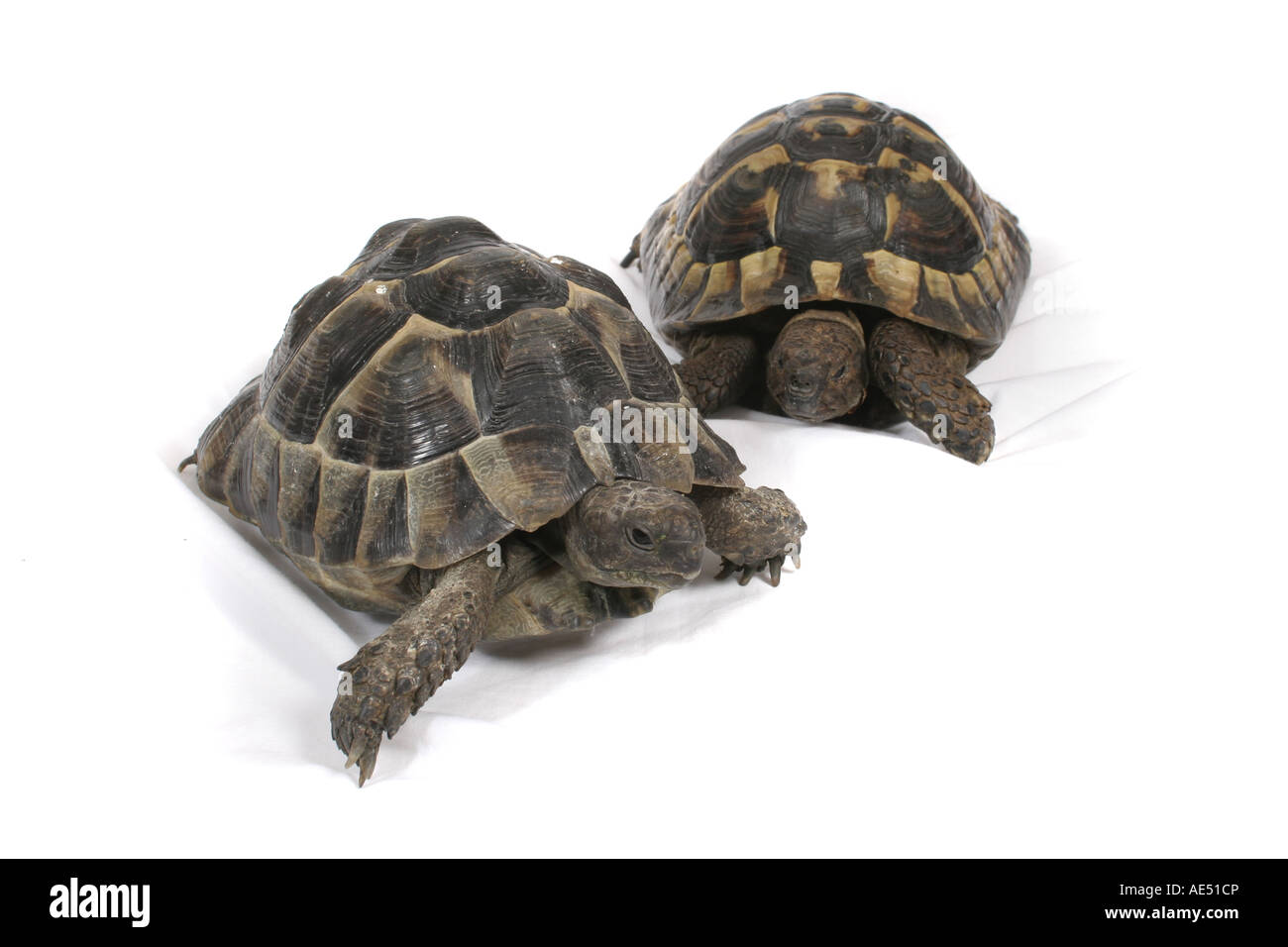 Two tortoises hi-res stock photography and images - Alamy