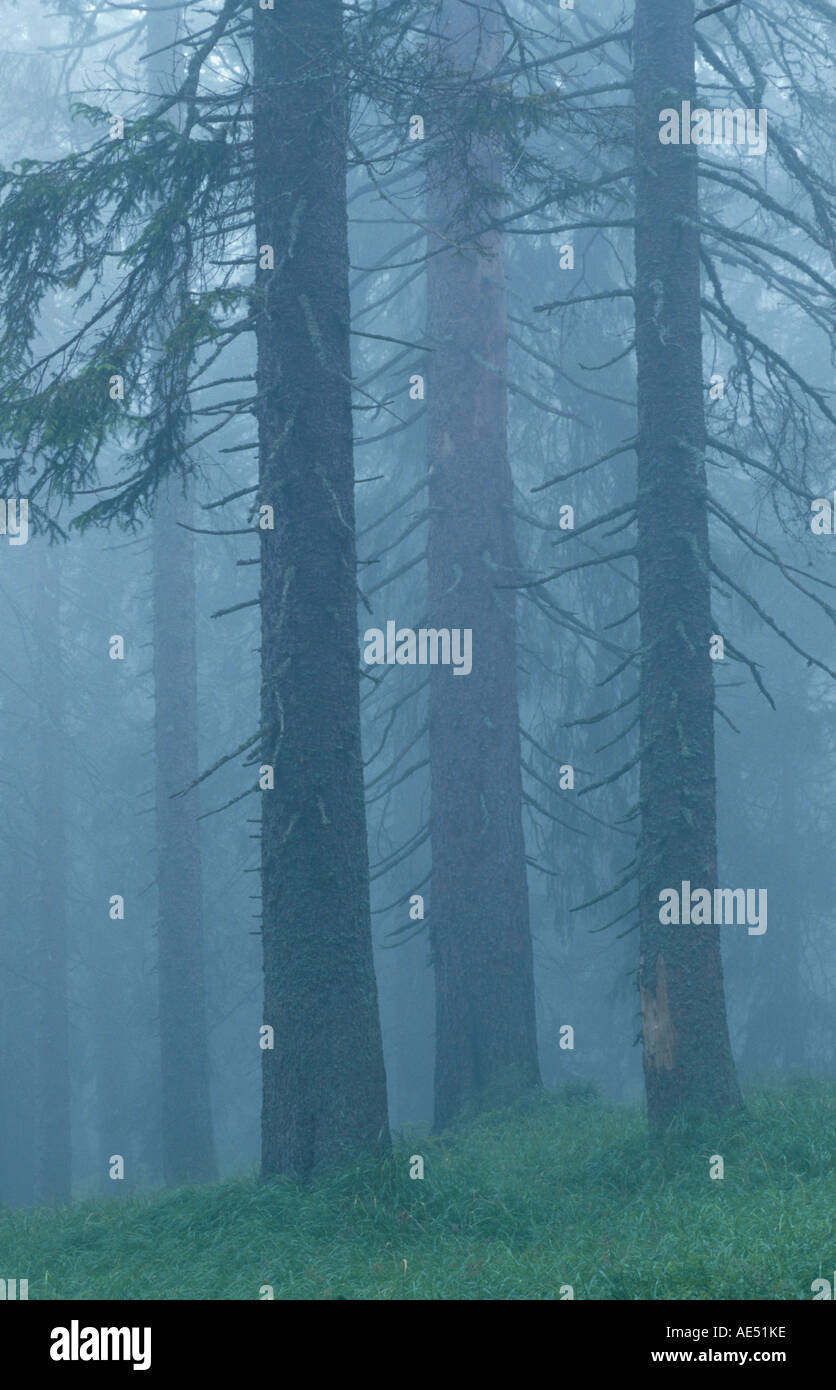NP Bayrischer Wald Bavarian Forest Deutschland Bergfichtenwald im Nebel ... NP Bayrischer Wald Bavarian Forest Deutschland Bergfichtenwald im Nebel ...