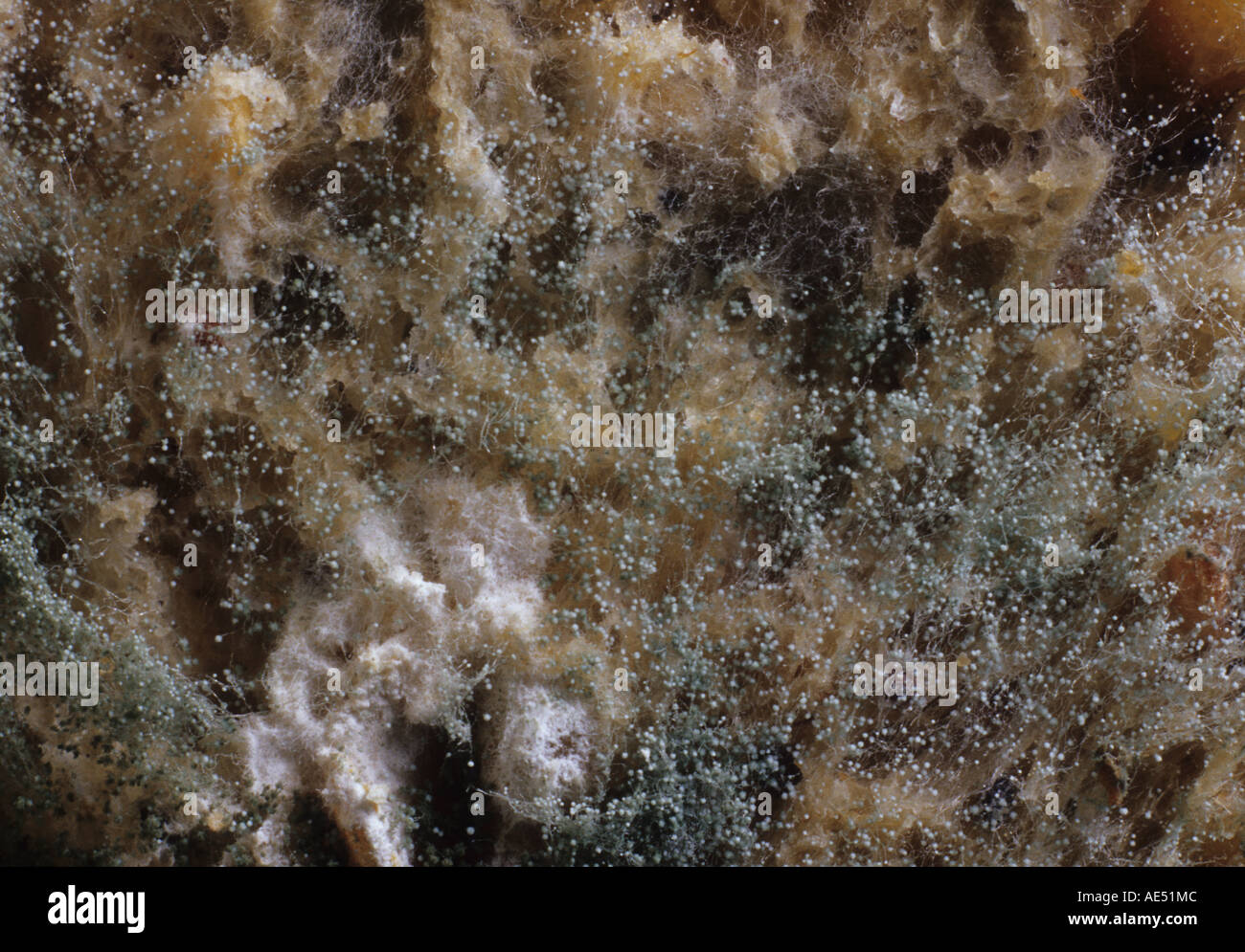 Mould on brown bread hi-res stock photography and images - Alamy