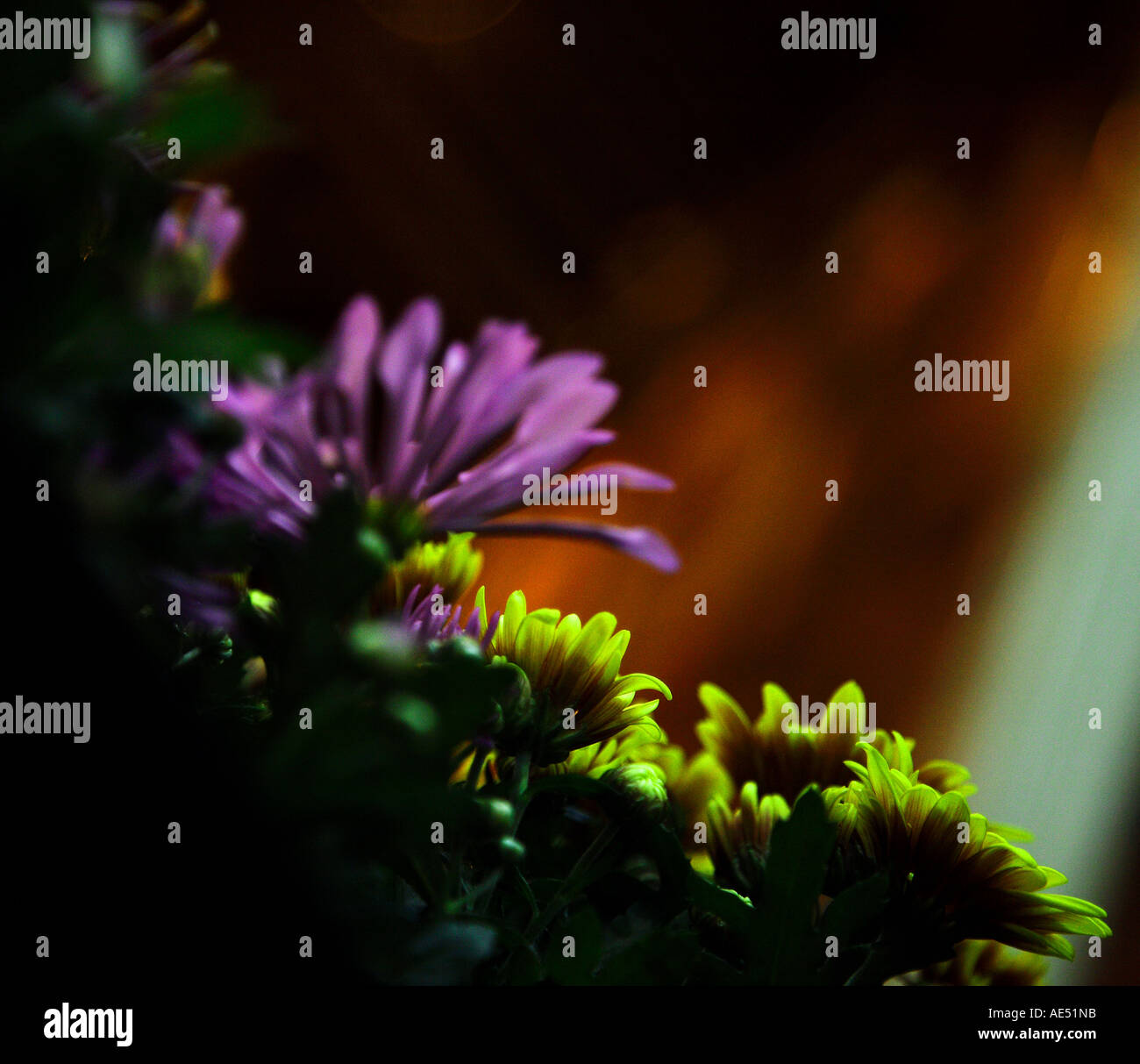 Angled profile hi-res stock photography and images - Alamy