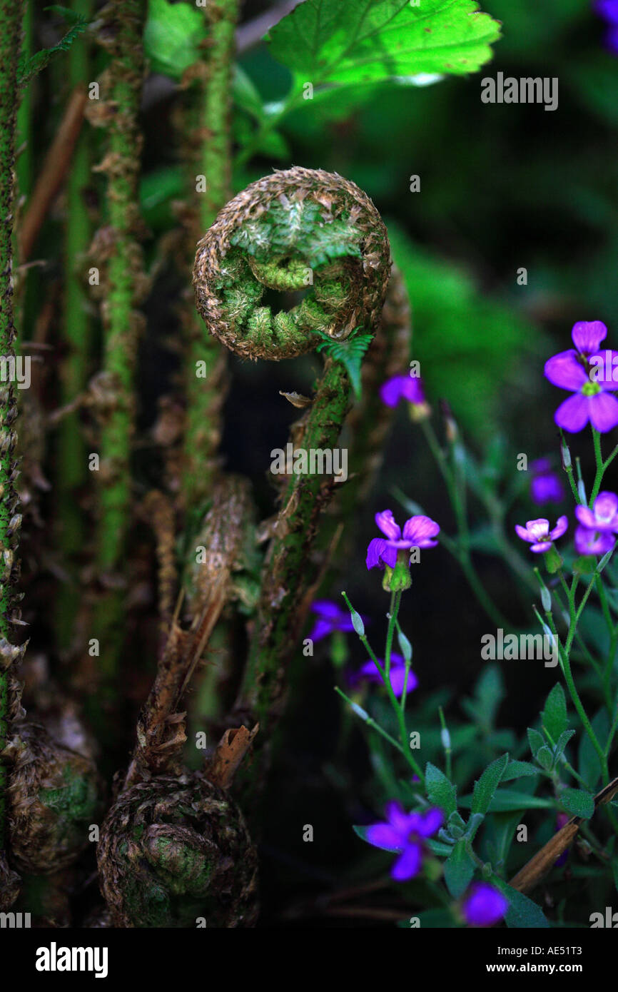 Fern & Flowers Stock Photo - Alamy