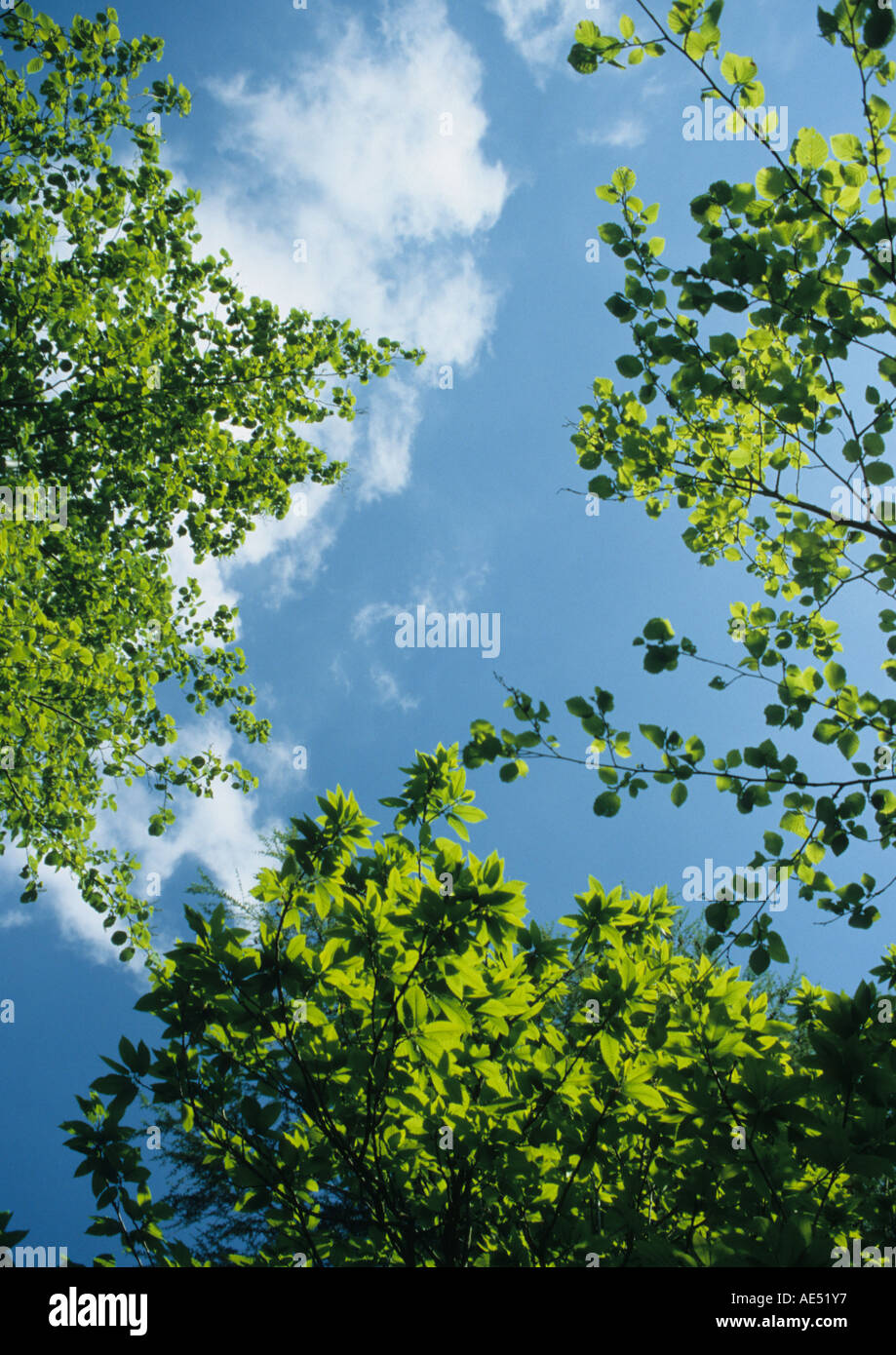 Trees At Center Parcs in Uk Stock Photo - Alamy