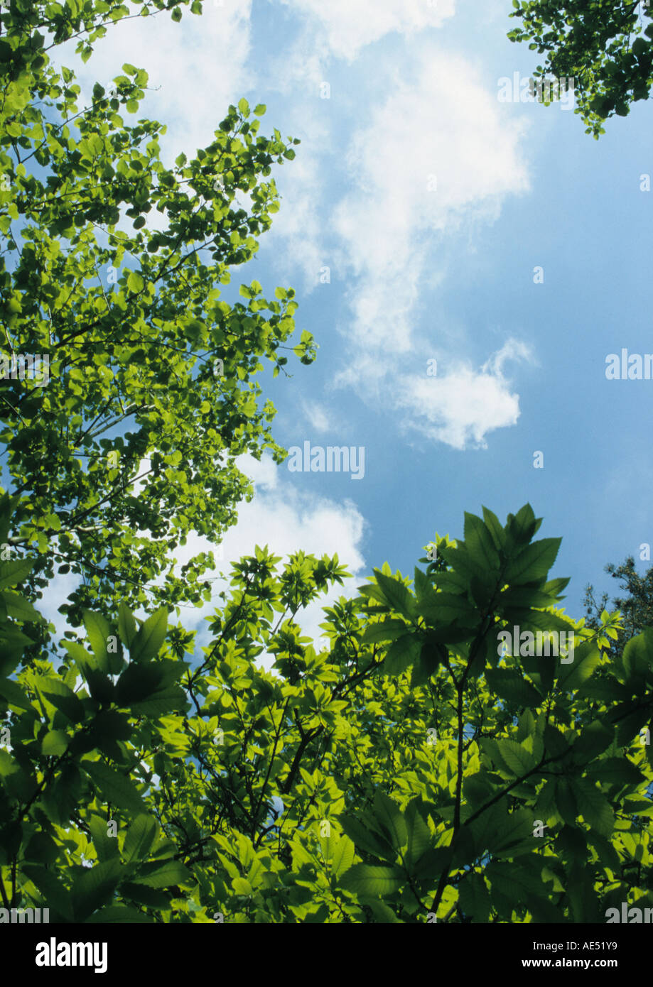 Trees At Center Parcs in Uk Stock Photo - Alamy