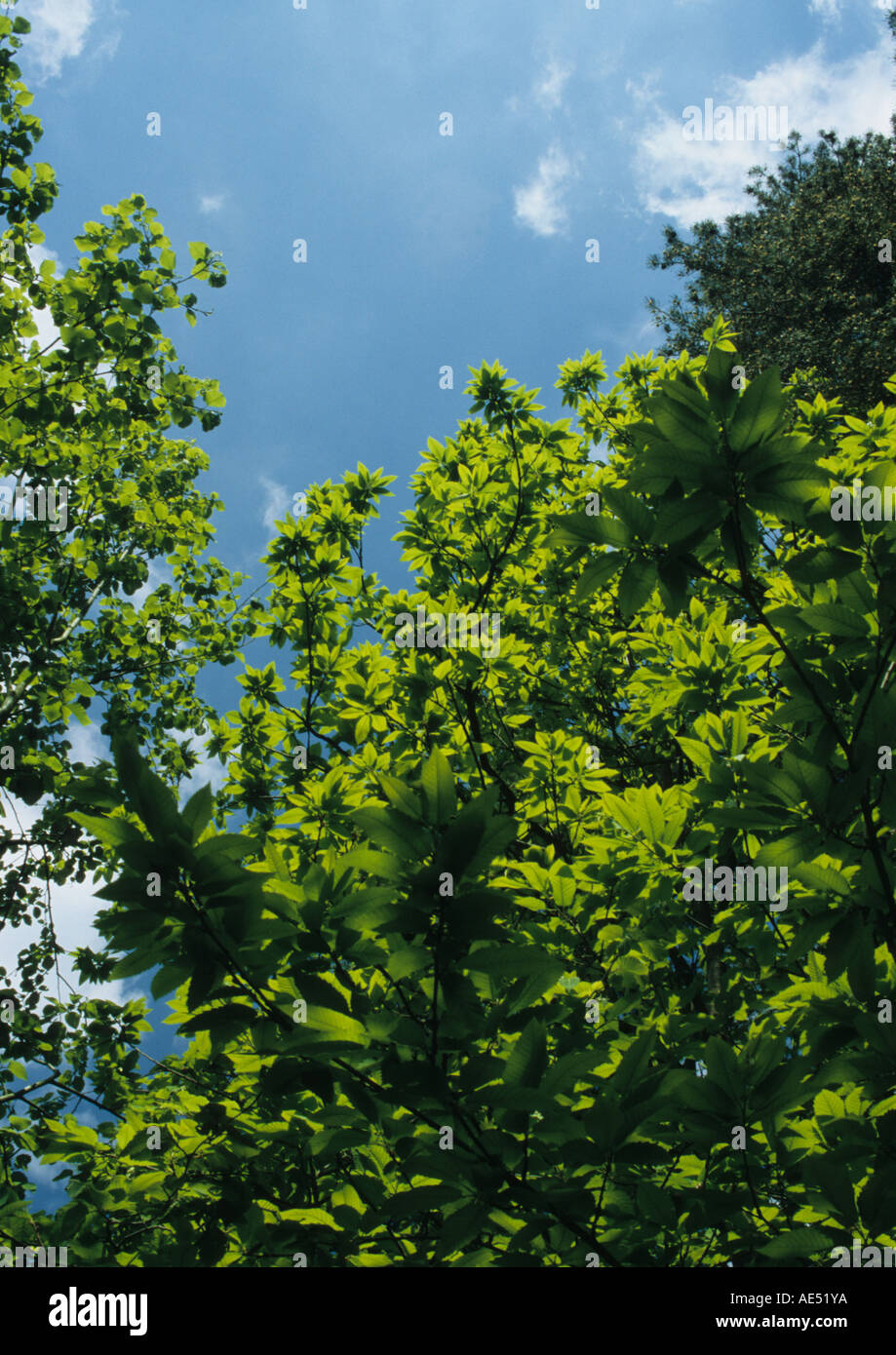 Trees At Center Parcs in Uk Stock Photo - Alamy