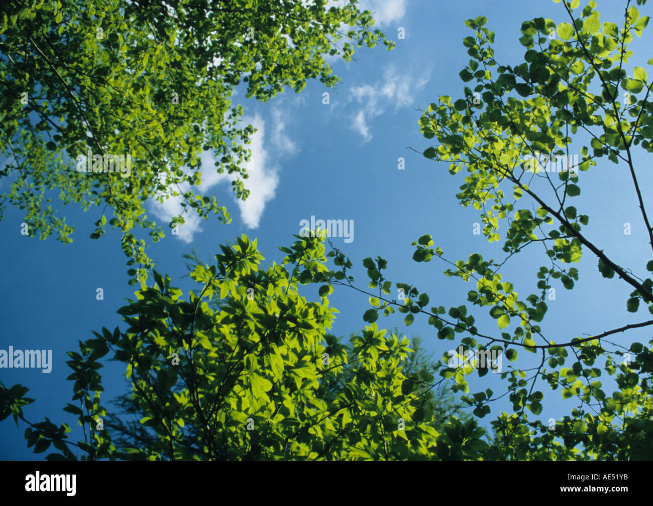 Trees At Center Parcs in Uk Stock Photo - Alamy