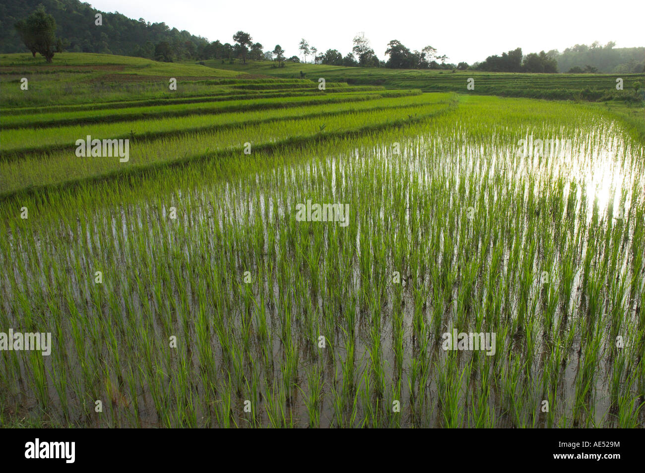 Burma rice terraces hi-res stock photography and images - Alamy