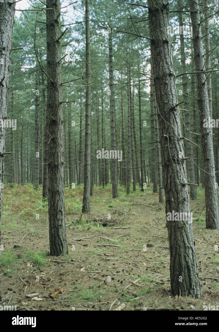 Woodlands in suffolk uk hi-res stock photography and images - Alamy