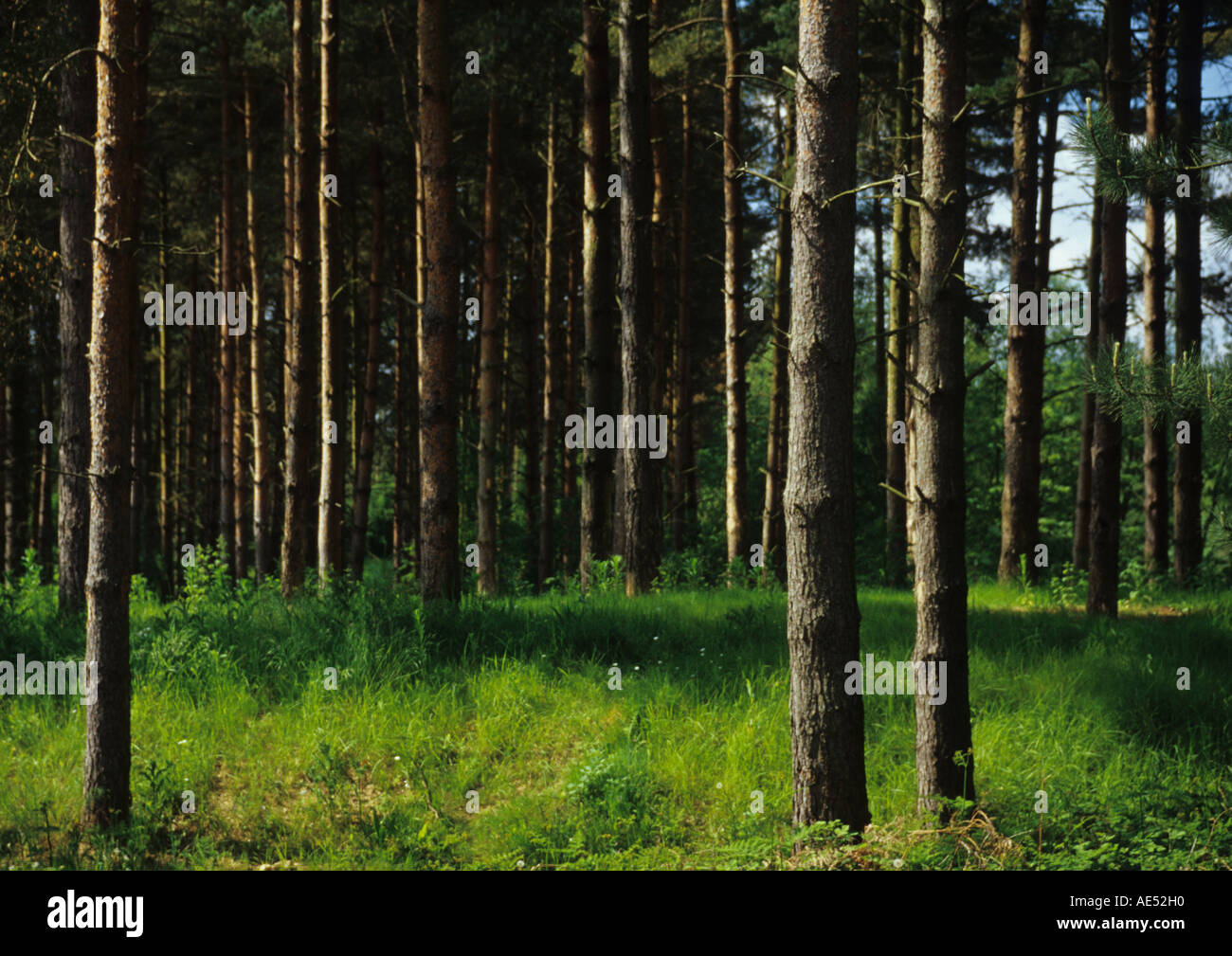 Woodlands in suffolk uk hi-res stock photography and images - Alamy