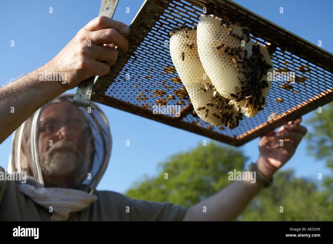 Good tempered bees, bare hands Stock Photo - Alamy