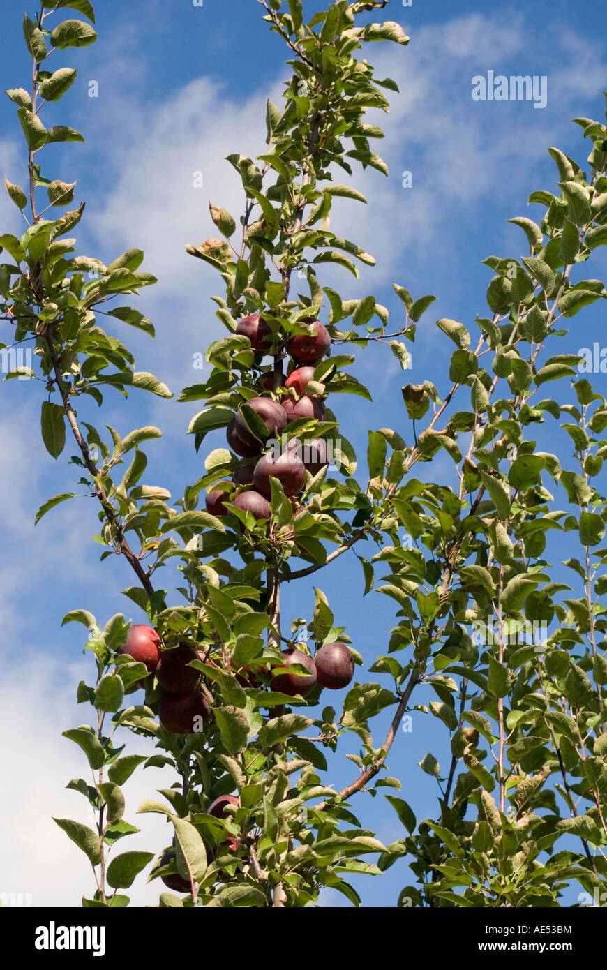Ripe Empire apples on an orchard tree in Westchester County NY Stock ...