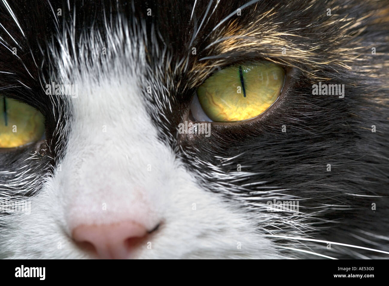 Close up of pink cat nose hi-res stock photography and images - Alamy