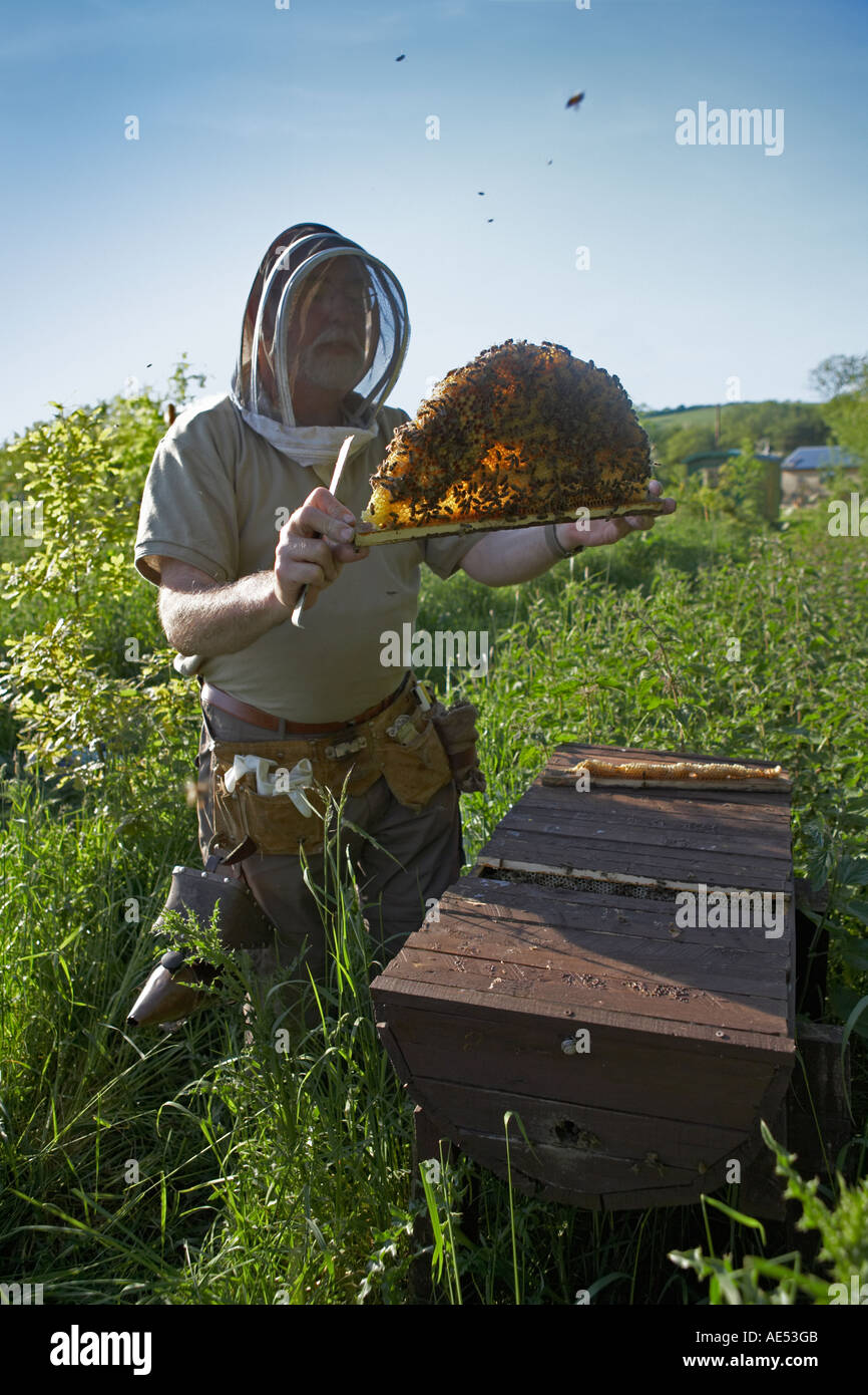Inspecting a Barrel hive Stock Photo - Alamy