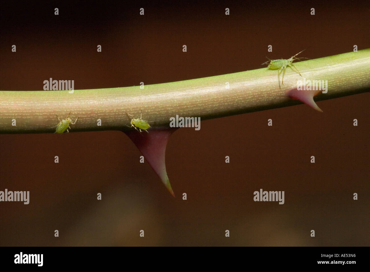 Aphids on roses hi-res stock photography and images - Alamy