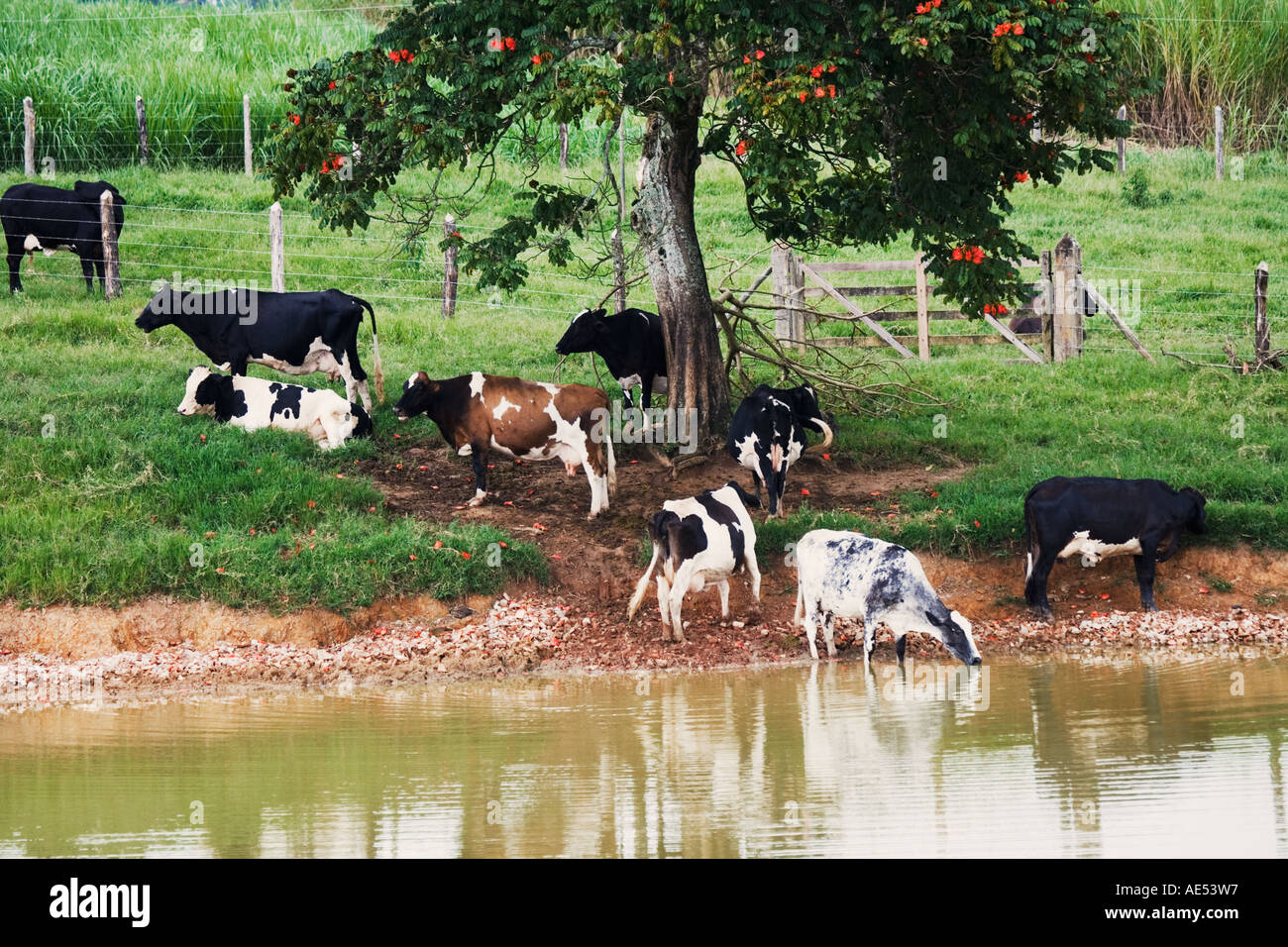 Dairy cattle on a farm in Minus Brazil Stock Photo - Alamy