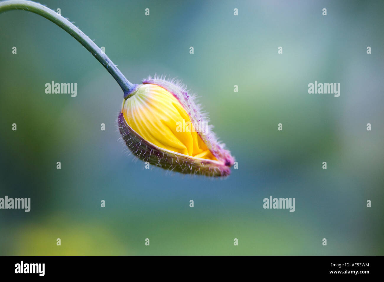 Welsh poppy flower bud hi-res stock photography and images - Alamy