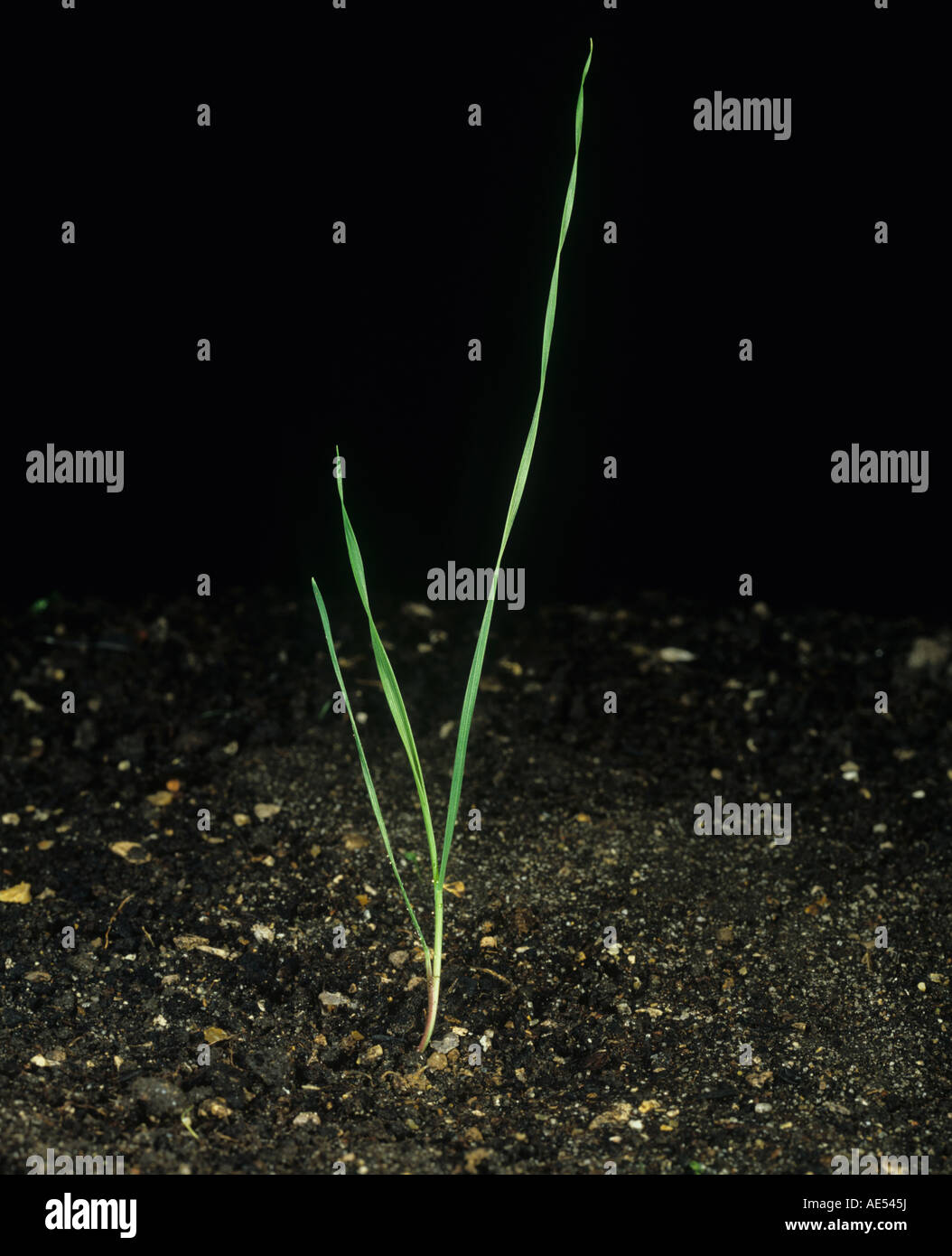 Blackgrass Alopecurus myosuroides seedling with three leaves Stock ...