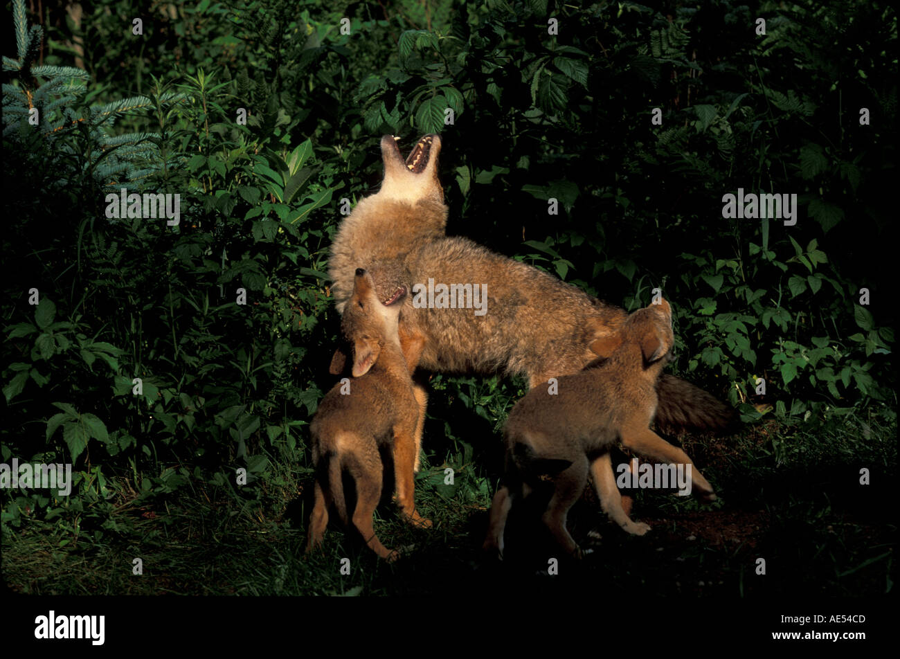 Mammal Coyote Howling Stock Photo - Alamy