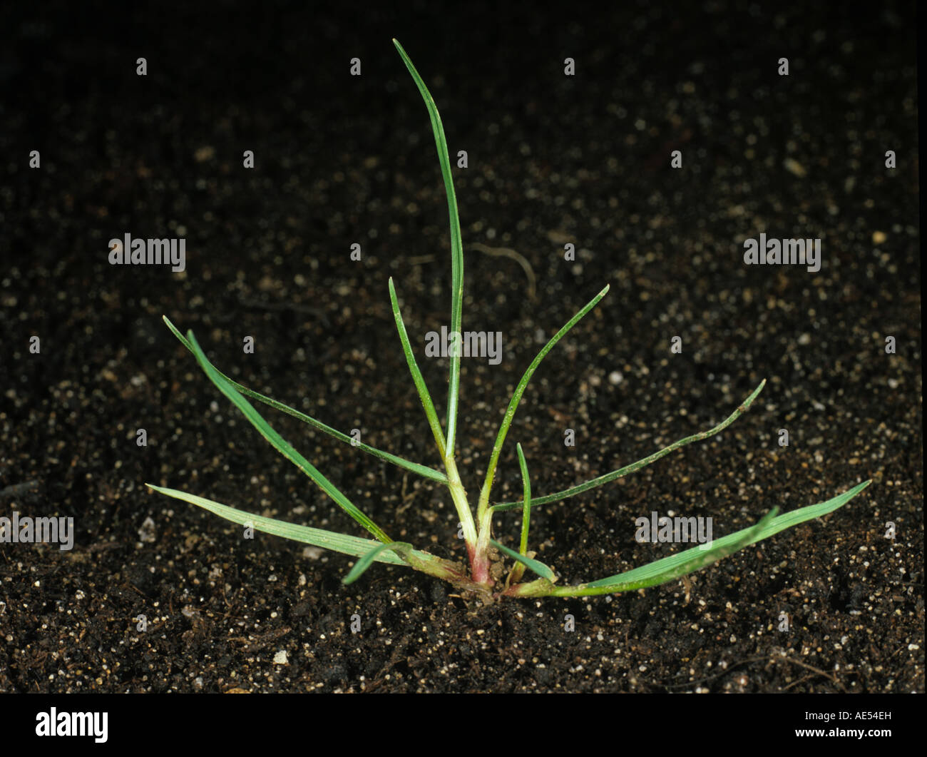 Alopecurus Myosuroides
