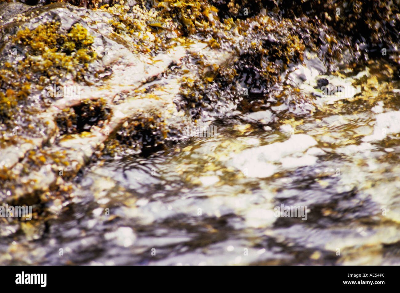 sea water rushing over seaweed showing movement of the tide in an ...
