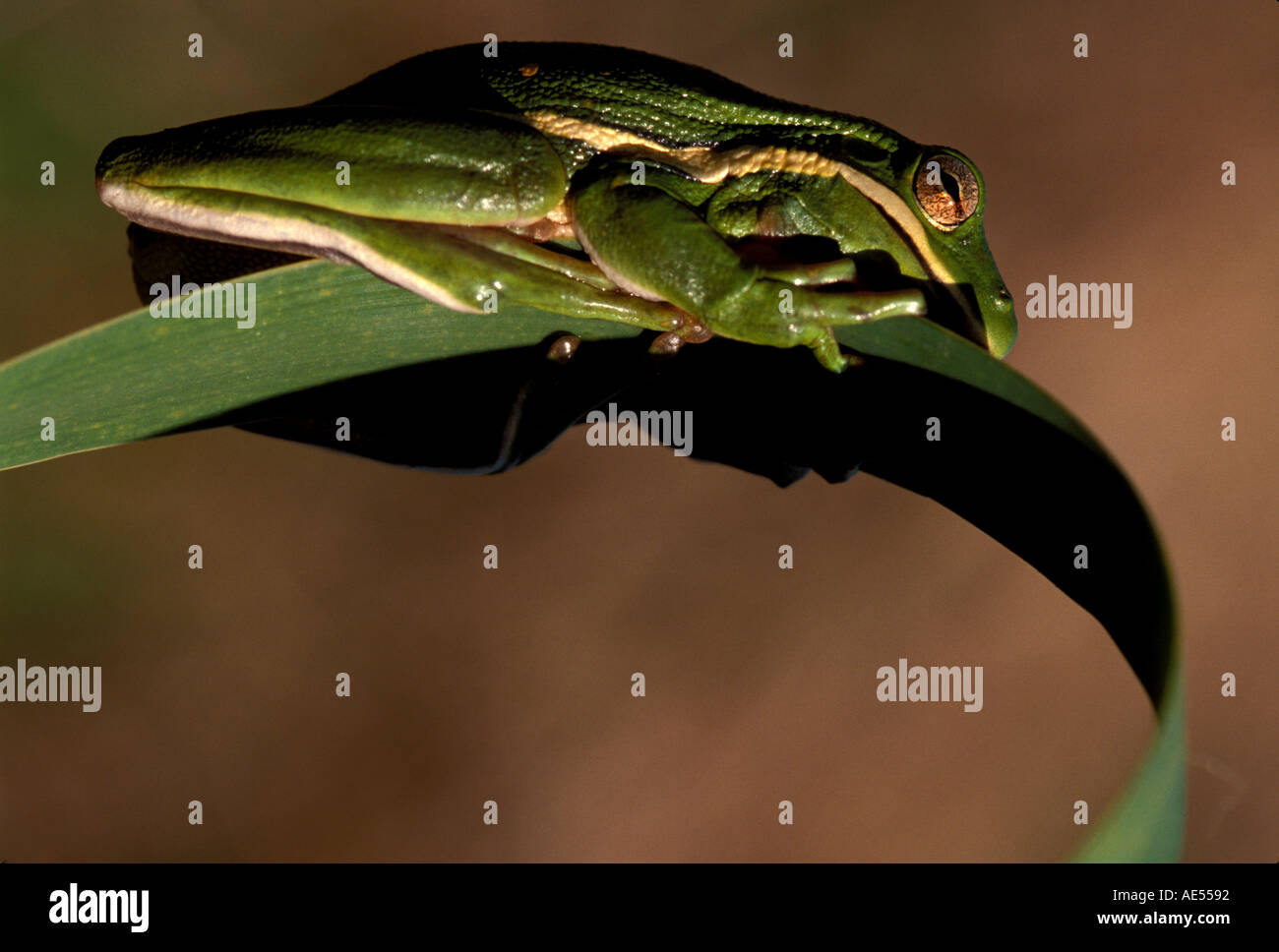 Amphibian Frog Green tree frog Stock Photo - Alamy