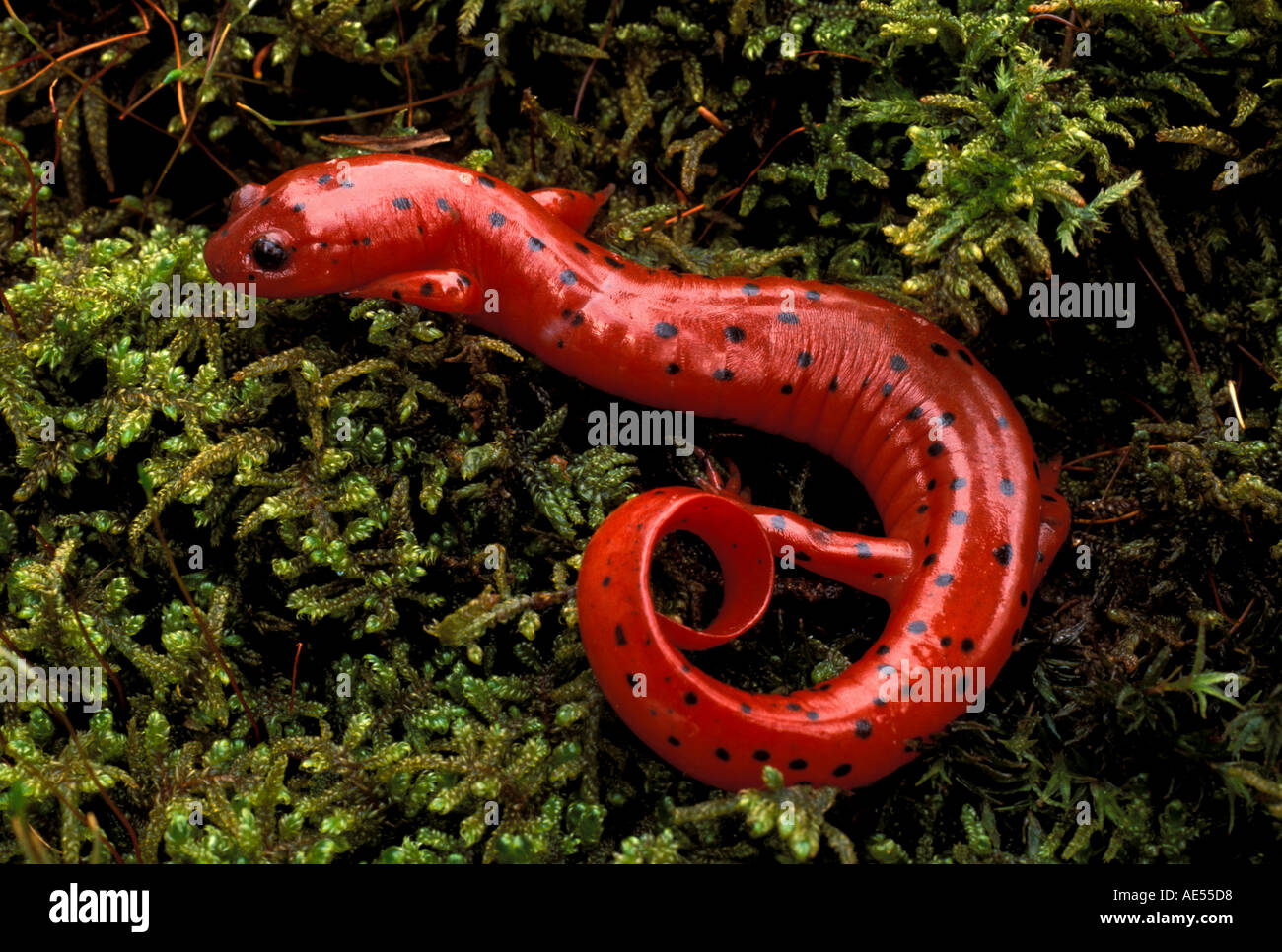 Mud salamander hi-res stock photography and images - Alamy
