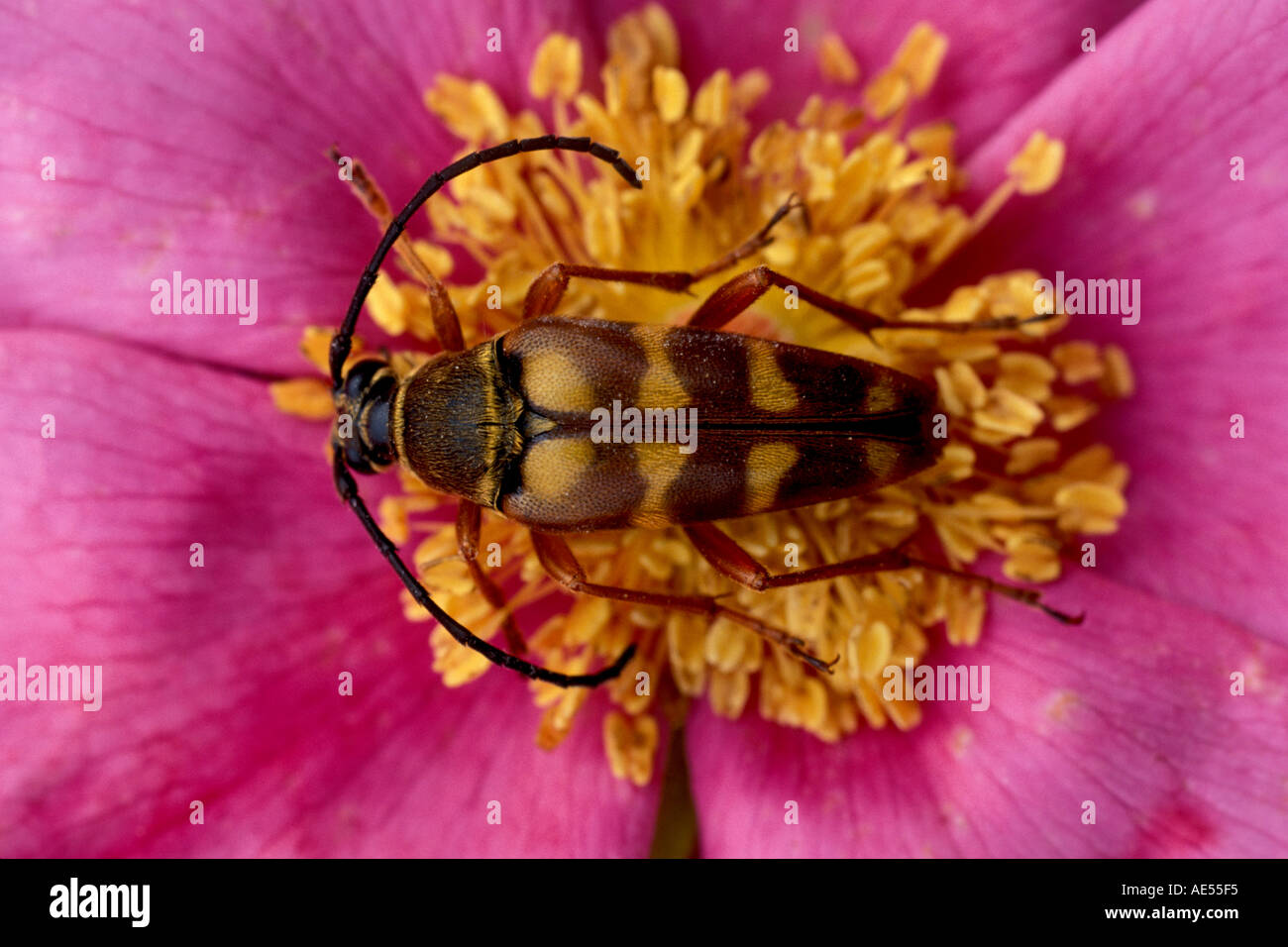 Long beetle hi-res stock photography and images - Alamy