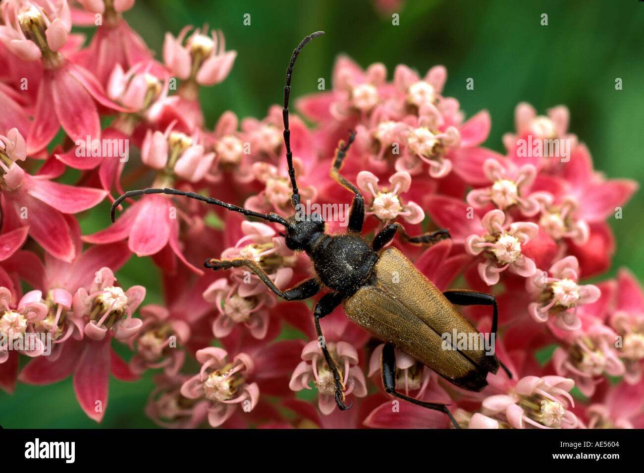 Invertebrate beetle long horn beetle hi-res stock photography and ...
