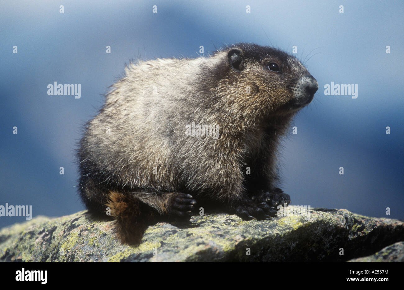 Lazy marmot hi-res stock photography and images - Alamy